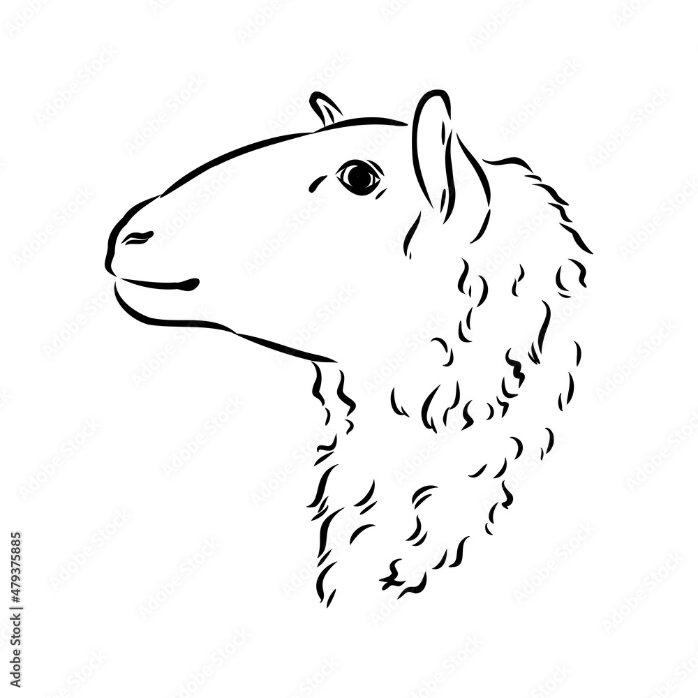 Sheep sketch style. Hand drawn illustration of beautiful black and ...