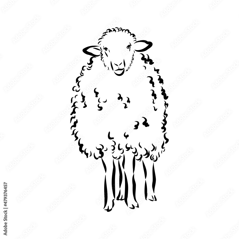 Sheep sketch style. Hand drawn illustration of beautiful black and ...