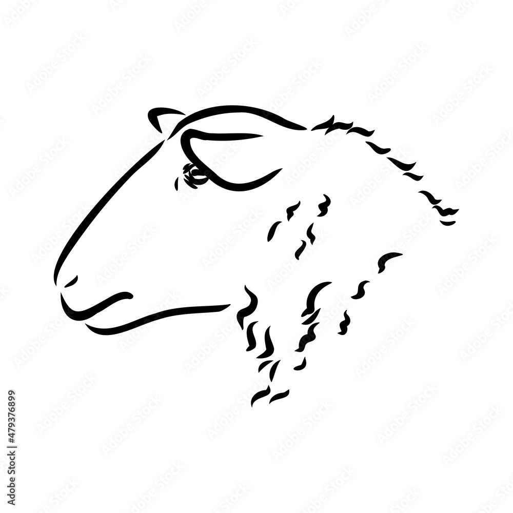 Sheep sketch style. Hand drawn illustration of beautiful black and ...