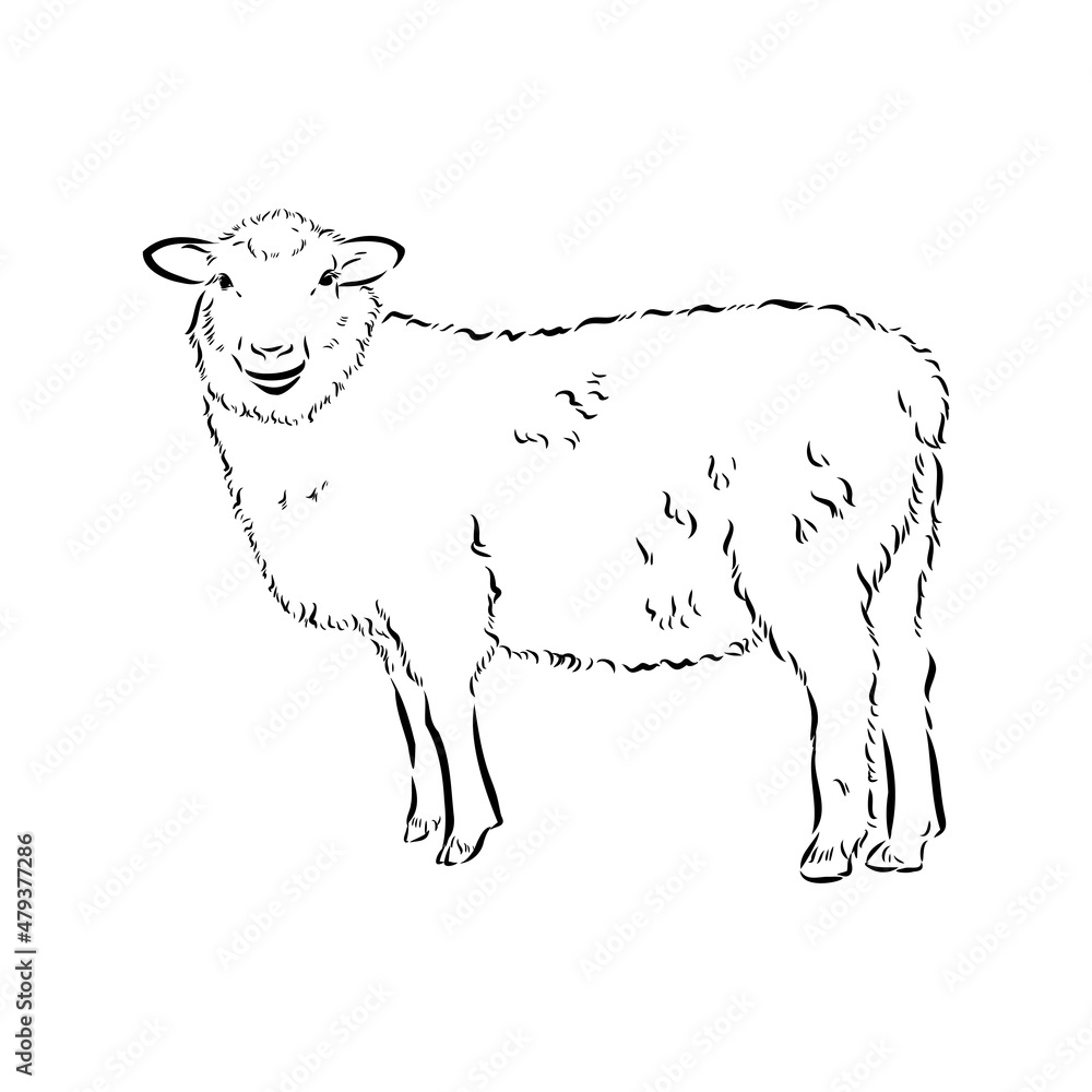 Sheep sketch style. Hand drawn illustration of beautiful black and ...