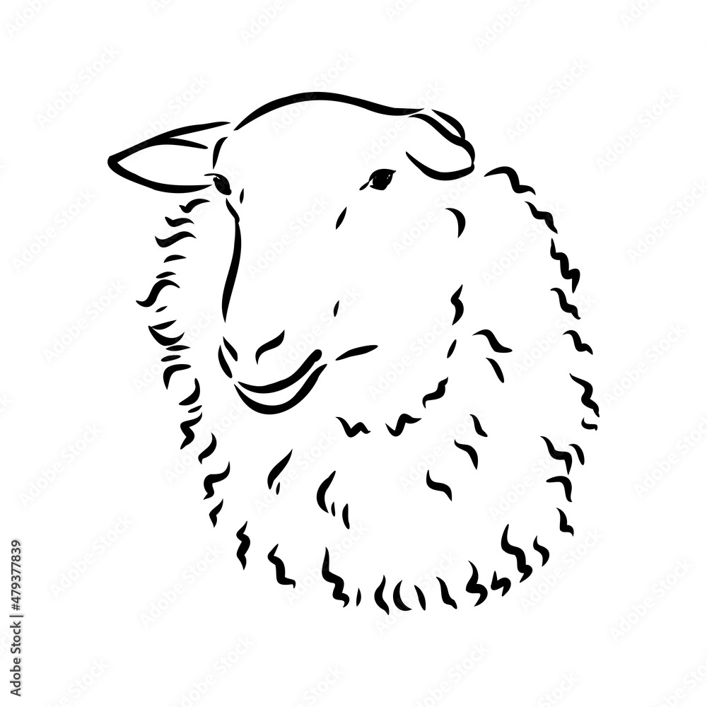 Sheep sketch style. Hand drawn illustration of beautiful black and ...