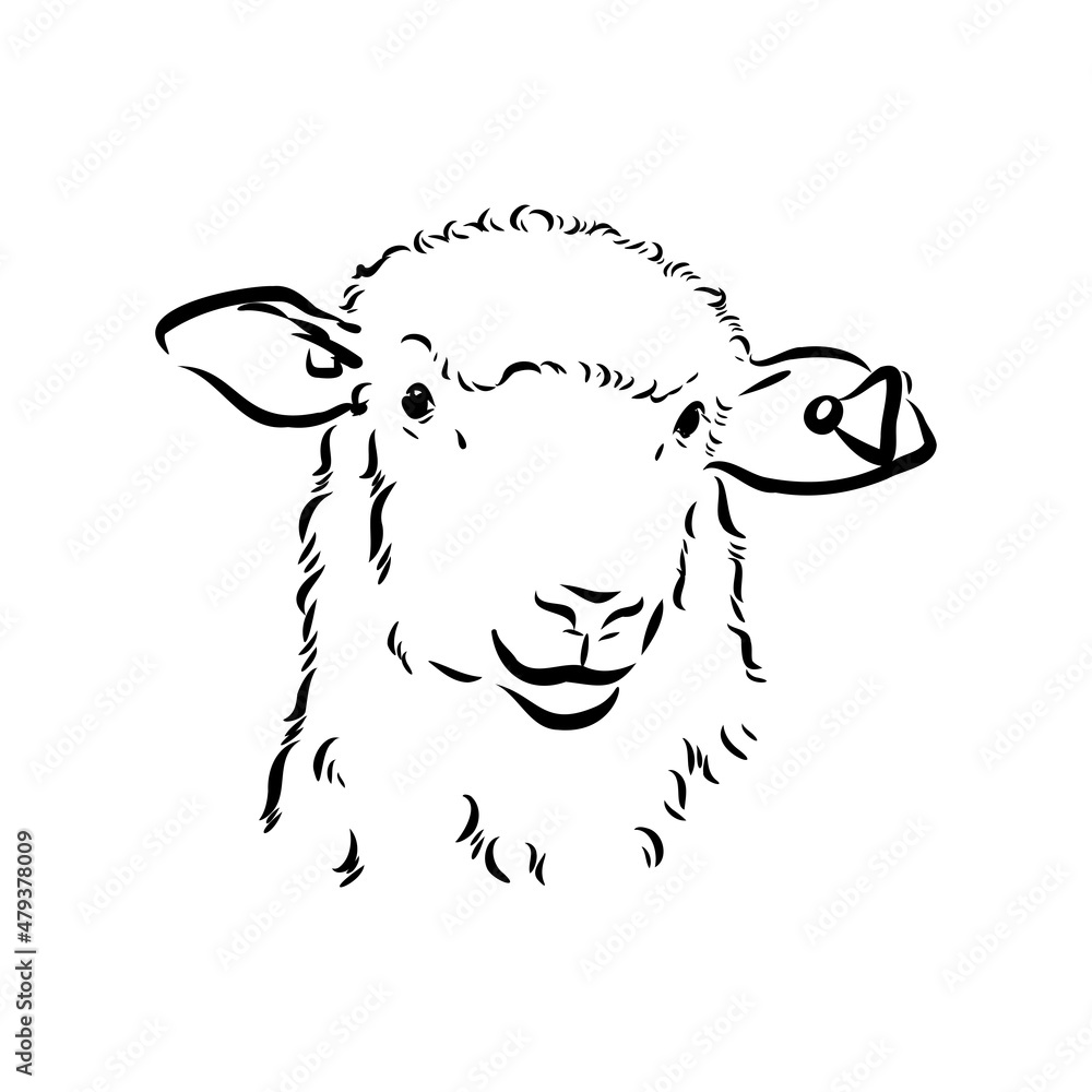 Sheep sketch style. Hand drawn illustration of beautiful black and ...