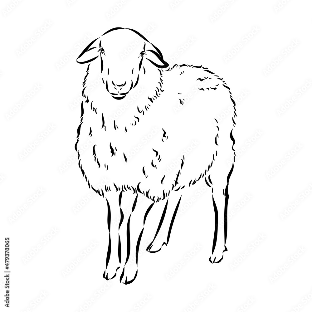 Sheep sketch style. Hand drawn illustration of beautiful black and ...