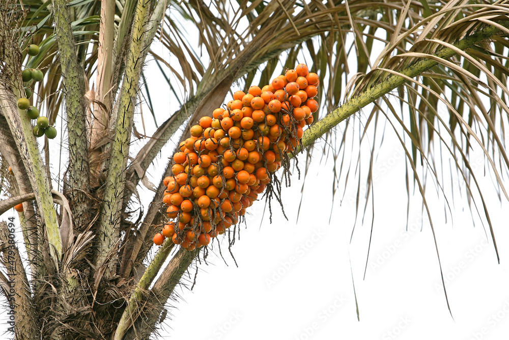 Foto de Fruit orangé du palmier, l'awara en Guyane française do Stock ...