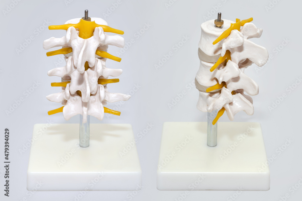 Human spine plastic model for surgery in clinic. Anatomical models of ...