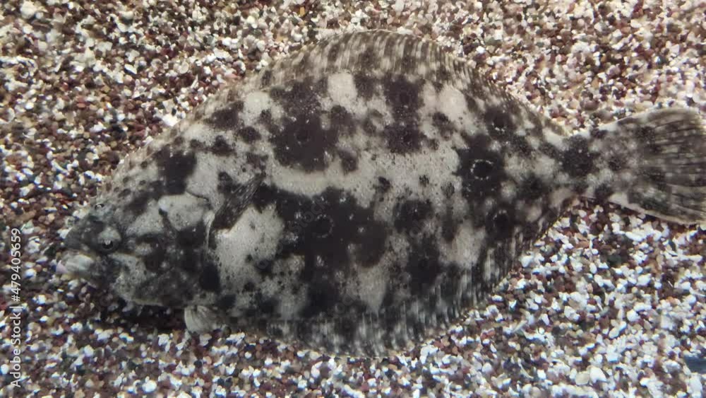 Flounder Flat Fish at the bottom of ocean - the most unusual vertebrate ...
