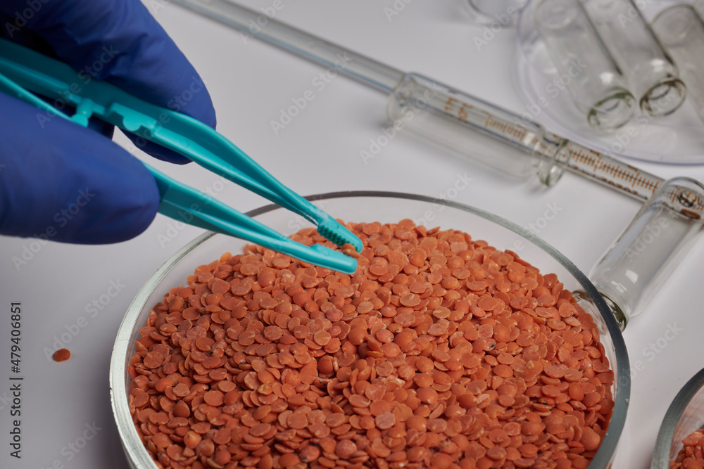 Red lentils inside glass petri dish. Blue gloved hand takes red lentils ...
