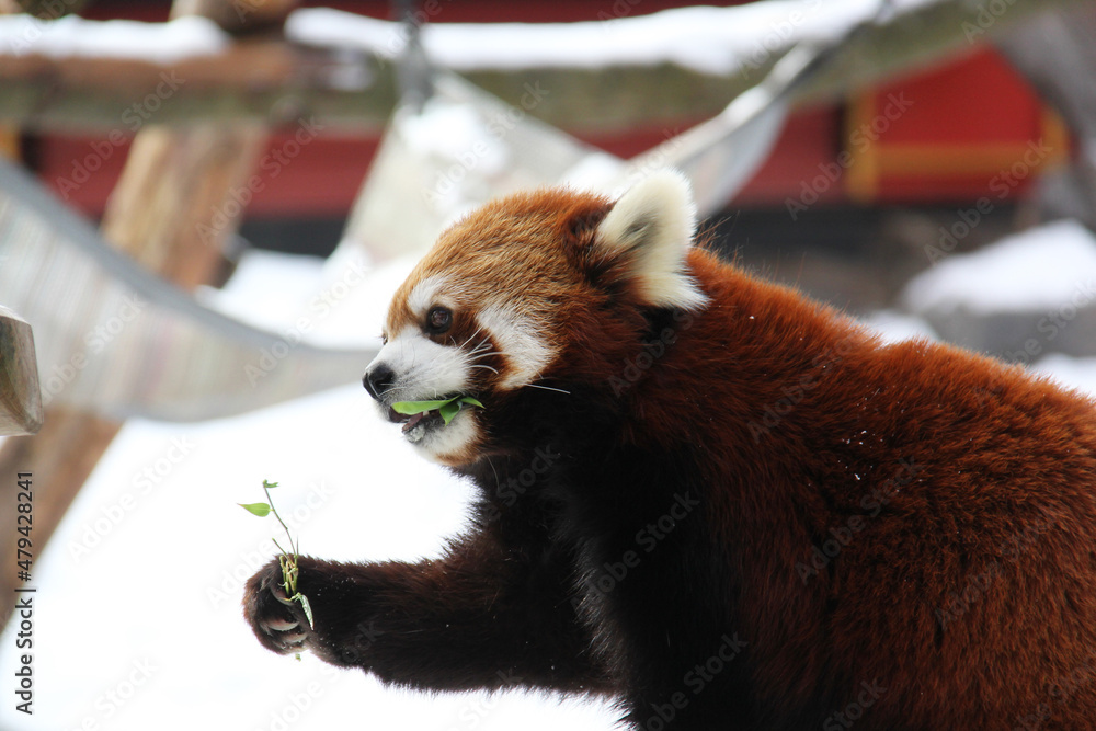 red panda eating bamboo Stock Photo | Adobe Stock