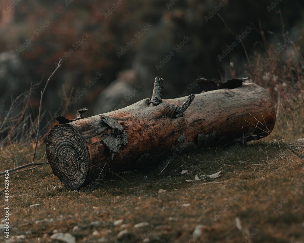 El paso del tiempo de la naturaleza, tronco viejo partido, tronco ...