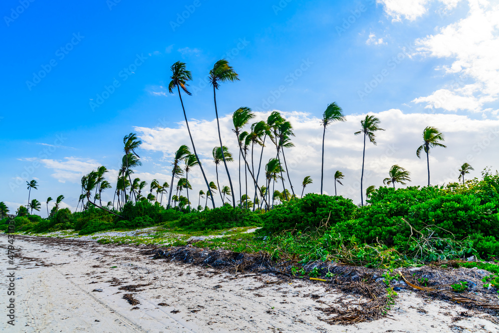 Coconut palm trees at beach near the Matemwe village at Zanzibar island ...