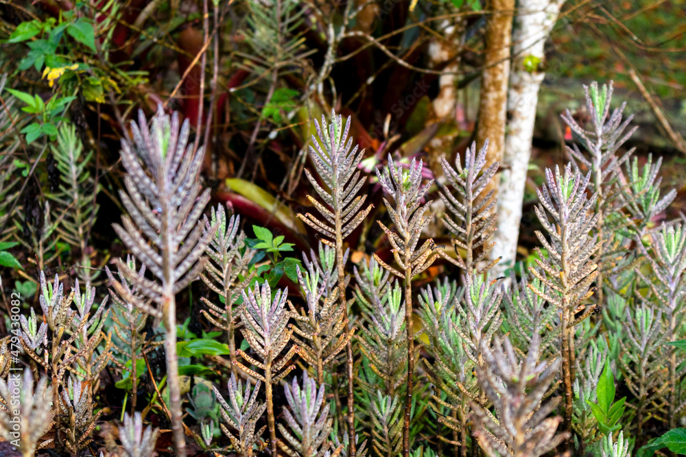 Succulent plant garden Bryophyllum delagoense, also known as flower of ...