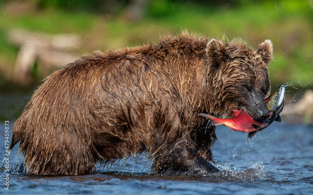 Brown Bear with fish. Kamchatka brown bear fishing for salmon at the ...