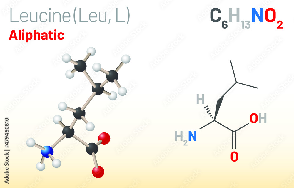 Leucine (Leu, L) amino acid molecule. (Chemical formula C6H13NO2) used ...