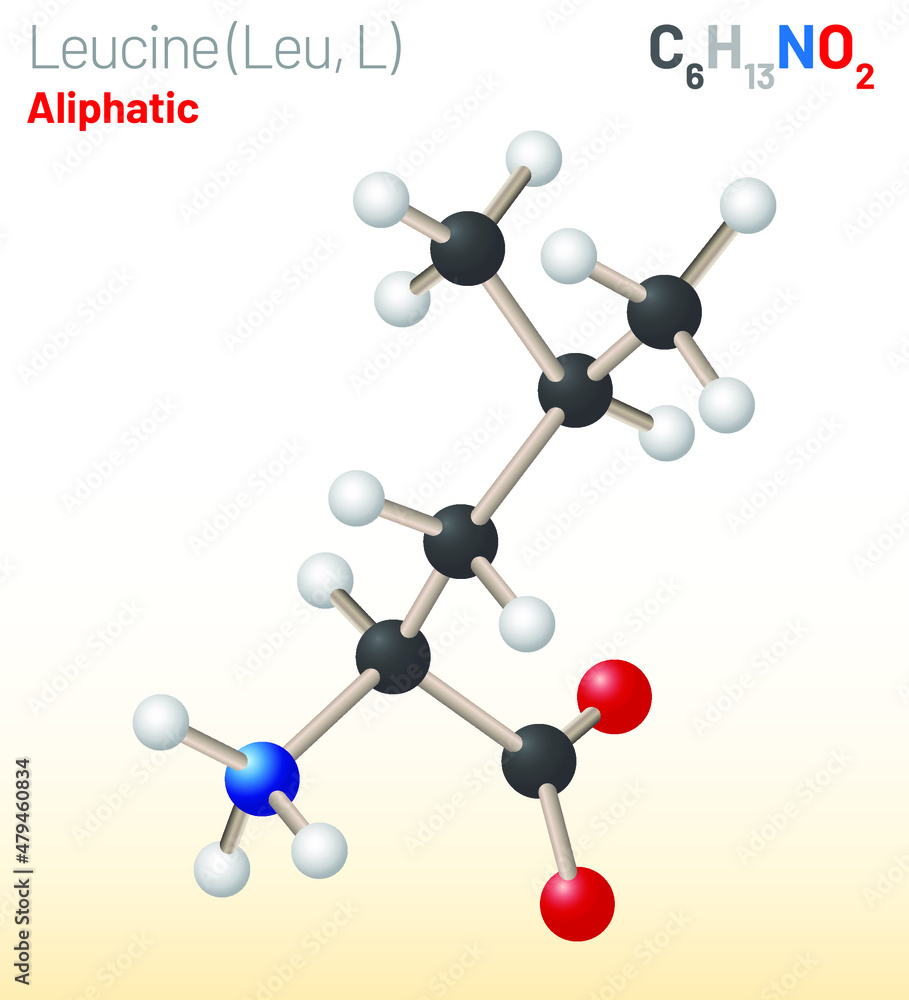 Leucine (Leu, L) amino acid molecule. (Chemical formula C6H13NO2) used ...
