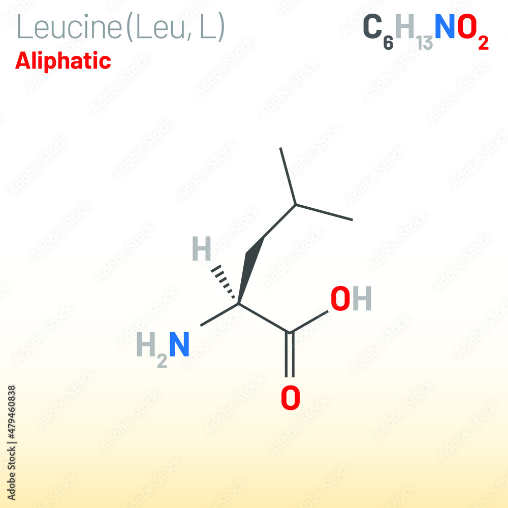 Leucine (Leu, L) amino acid molecule. (Chemical formula C6H13NO2) used ...