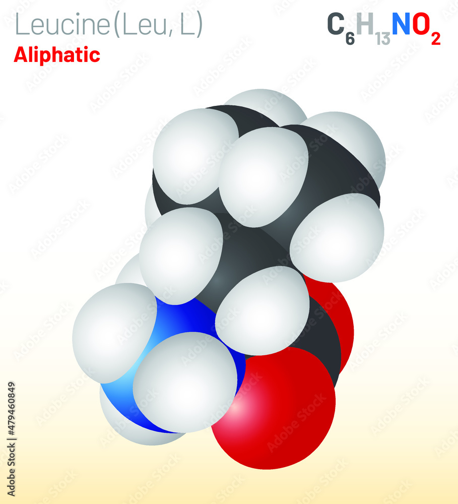 Leucine (Leu, L) amino acid molecule. (Chemical formula C6H13NO2) used ...