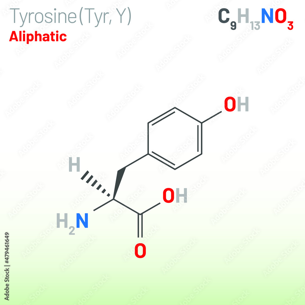 Tyrosine (Trp, W) amino acid molecule. (Chemical formula C9H11NO3) Ball ...