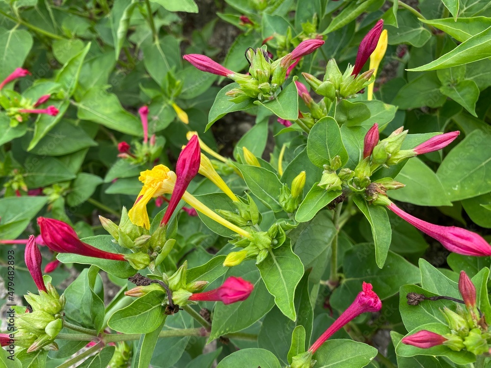 The marvel of Peru (Mirabilis jalapa) Four o'clock flower, Wunderblume ...