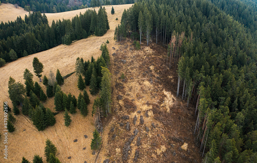 Massive deforestation. Aerial view of a forest with a lot of trees that ...