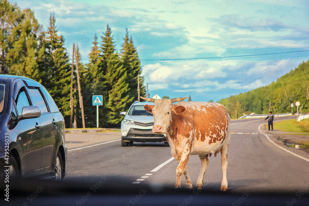 Cows cross the road between cars. The cow is on the roadway. Photo from ...
