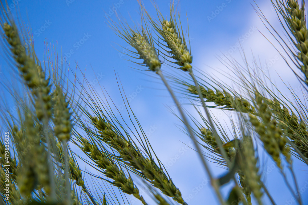 Defocused image of green rye on the sky background, field at harvest ...