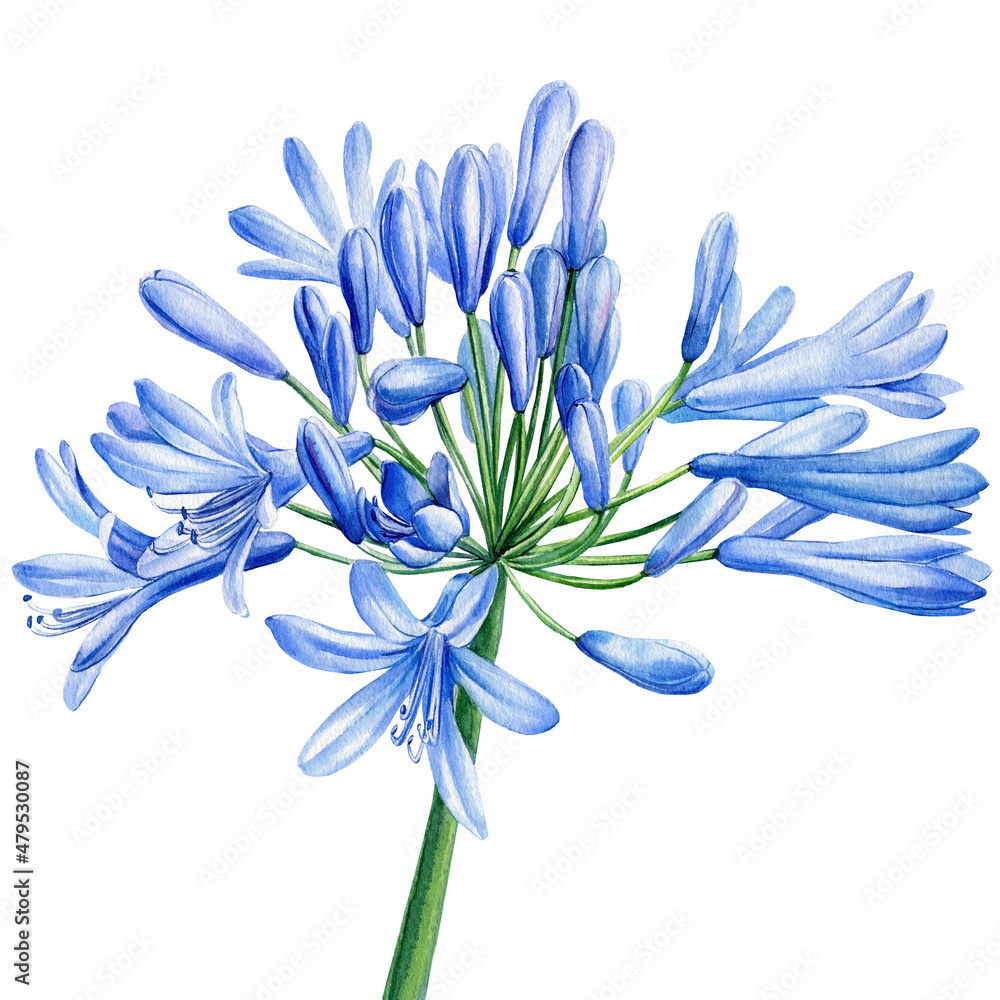 Agapanthus Flower Drawing