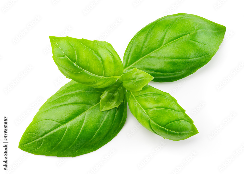 Basil isolated. Basil leaf on white. Basil leaves top view. Flat lay ...