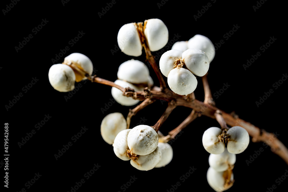 White seed of Chinese tallow tree (Triadica sebifera) in Japan in ...