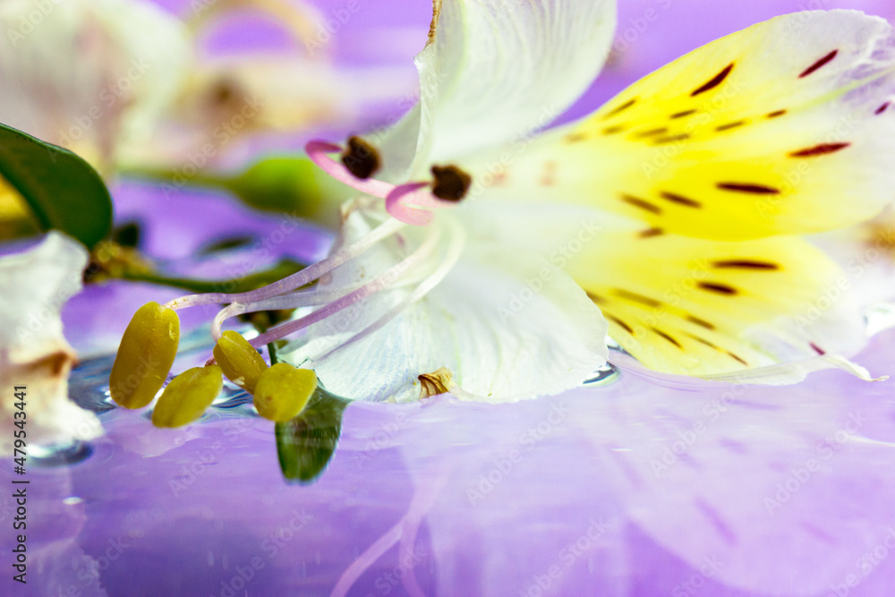 White alstromeria yellow petals on lilac-purple background very peri ...