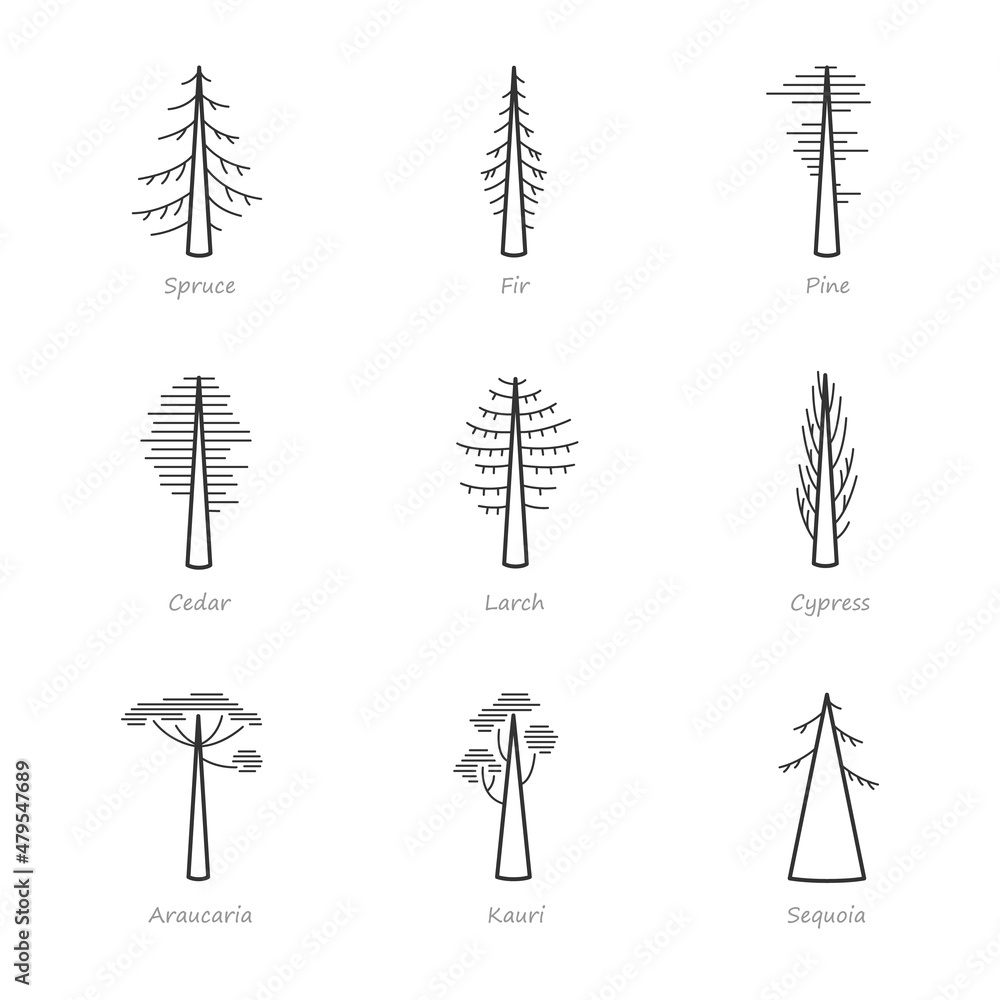 Simple set of coniferous trees related vector icons. Contains icons as ...