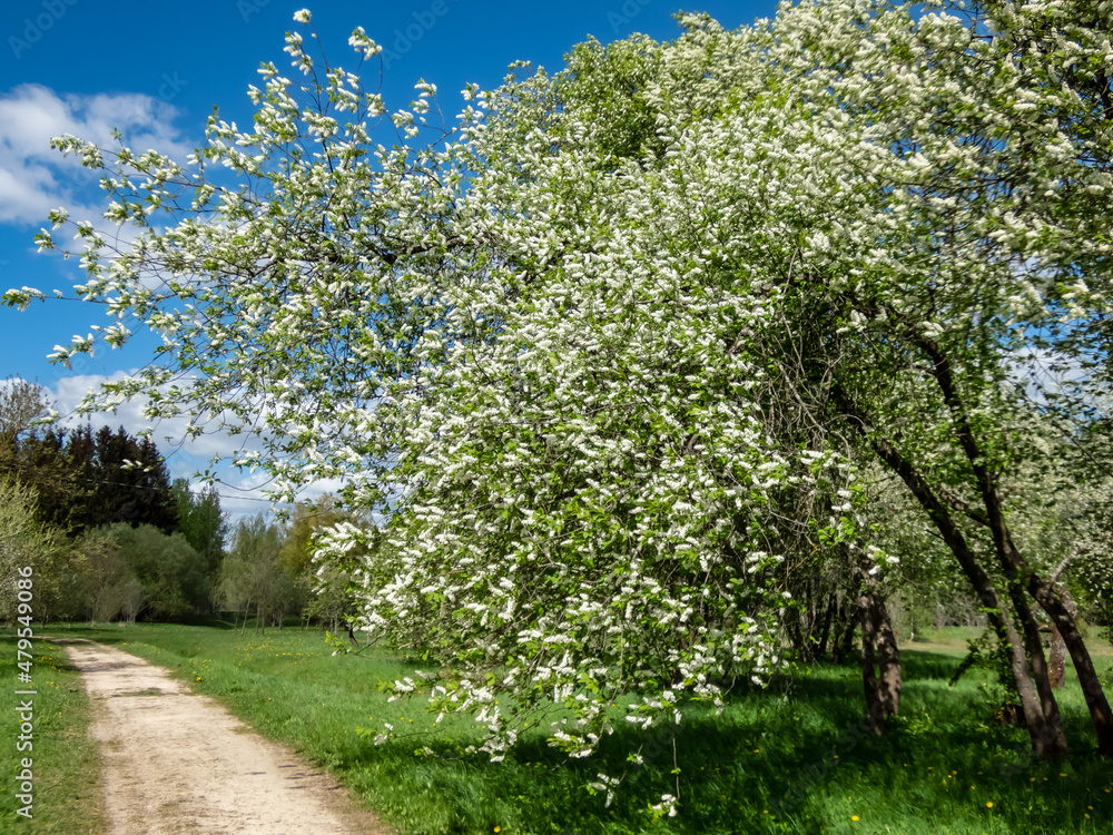 Foto de Small tree - the Bird cherry, hackberry, hagberry or Mayday ...