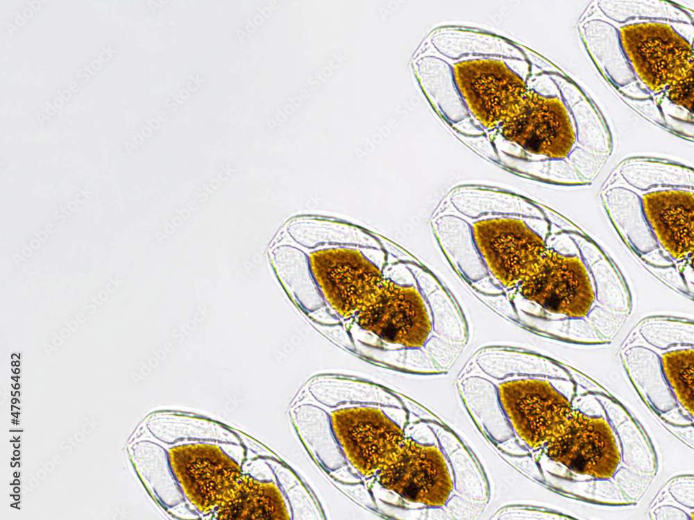 Amphora algae under microscopic view pattern, marine and freshwater ...