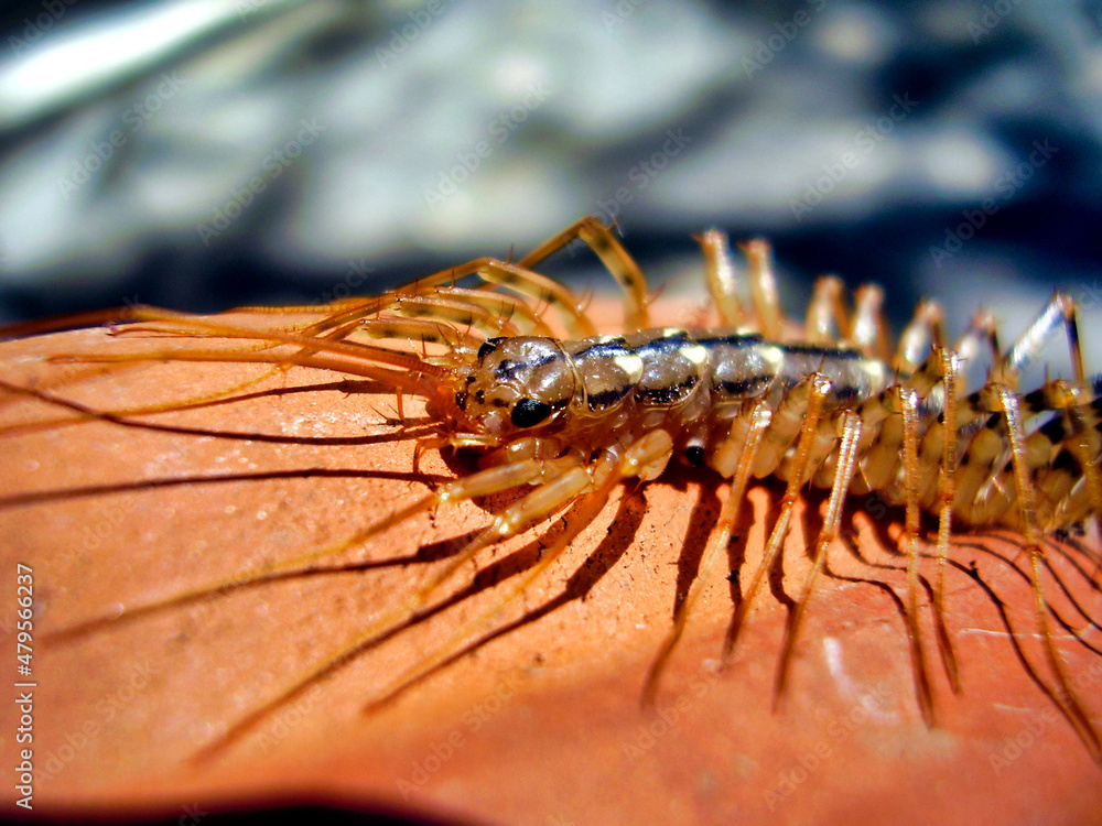 Close up of the head of Scutigera coleoptrata aka House Centipede Stock ...