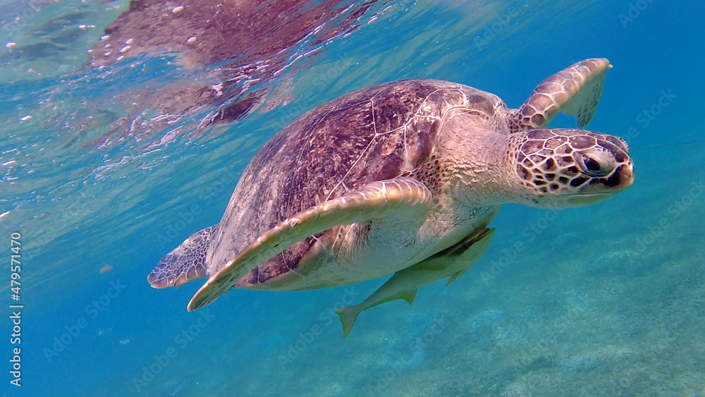 Large green turtle underwater. The old green turtle feeds underwater ...