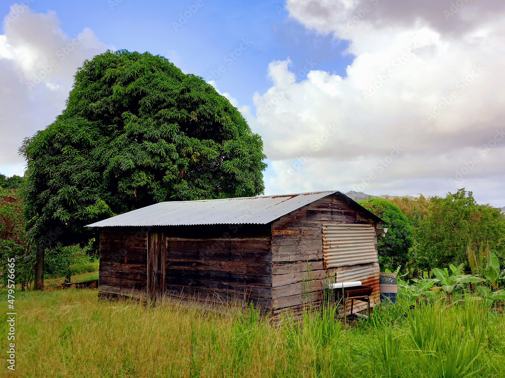 Caribbean isolated hut of deteriorated wooden slats in rural setting ...