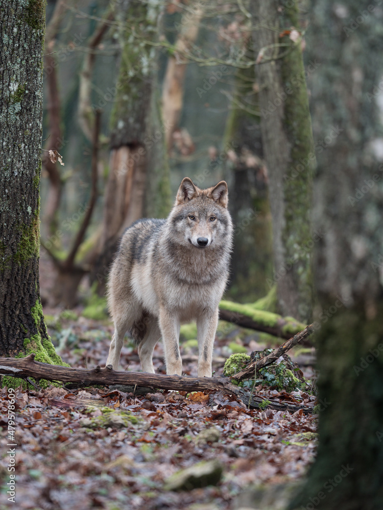 Loup gris dans une forêt Stock Photo | Adobe Stock