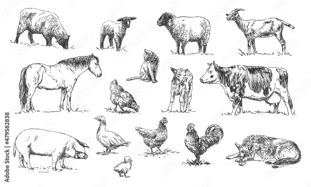 set of farm animals - hand drawn black and white vector illustrations ...