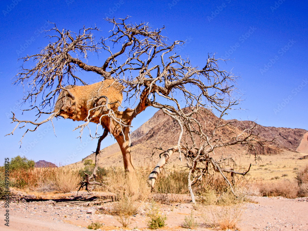 A communal nest of the Sociable Weaver, home to dozens of birds, has ...