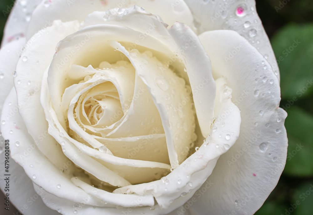 Raindrops On White Roses