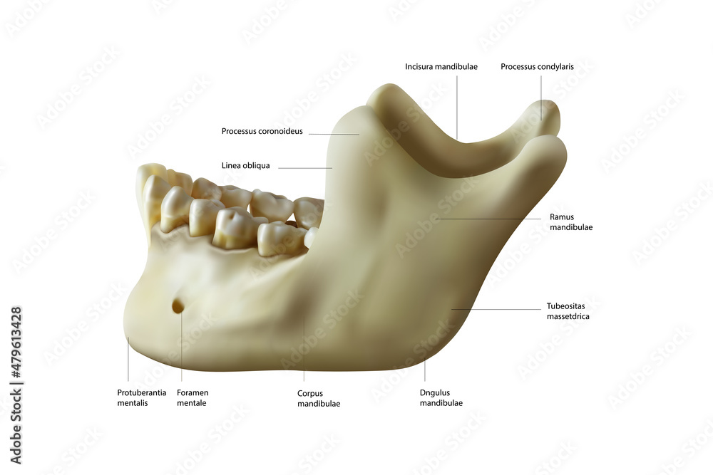 The structure of the human lower jaw on a white background. Vector ...