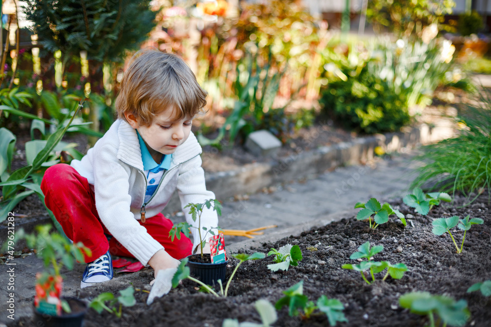 Little boy planting seeds and strawberry and tomato seedlings in ...