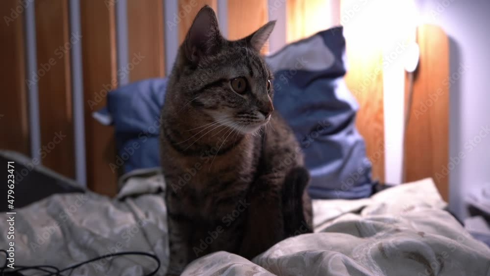 Gray tabby cat close-up portrait. The pet is licking itself. The ...