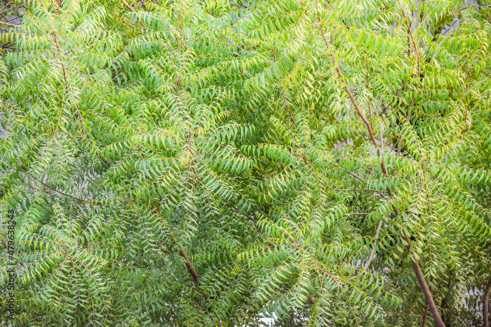 neem tree top view background. azadirachta indica tree leaf. Stock ...
