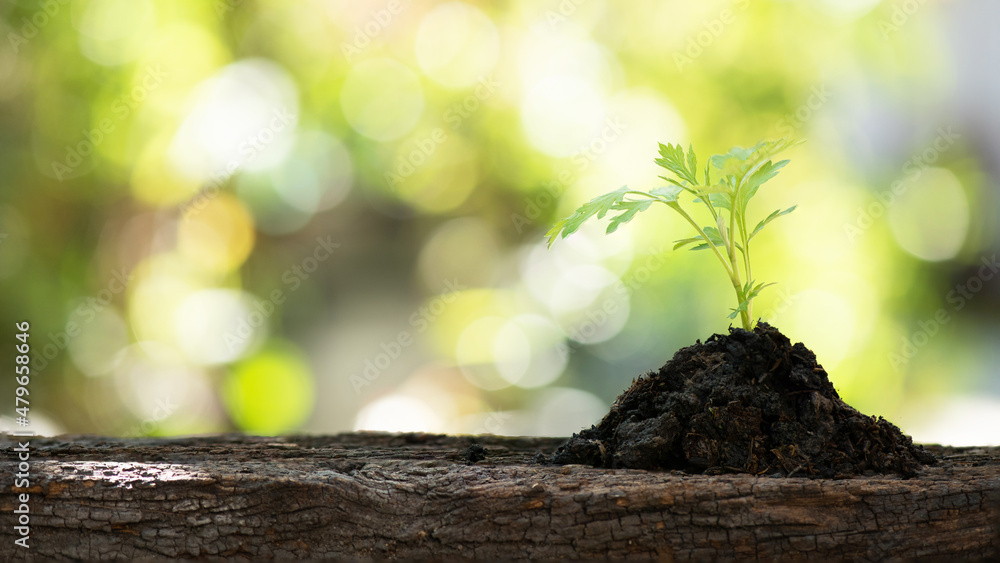 Mugwort or artemisia annua tree on bokeh nature background. Stock Photo ...