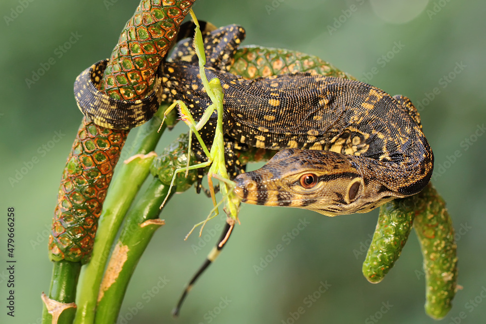 A young salvator monitor lizard preying on a green praying mantis. This ...