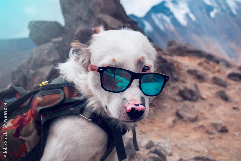 Perro blanco explorador en las montañas con lentes mirando a la cámara ...