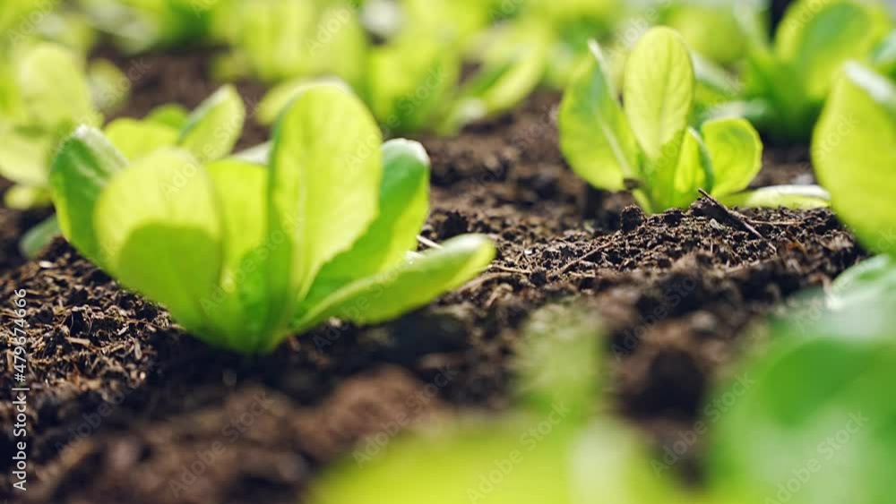 Close-up shot handheld of baby cos vegetable in green house with ...