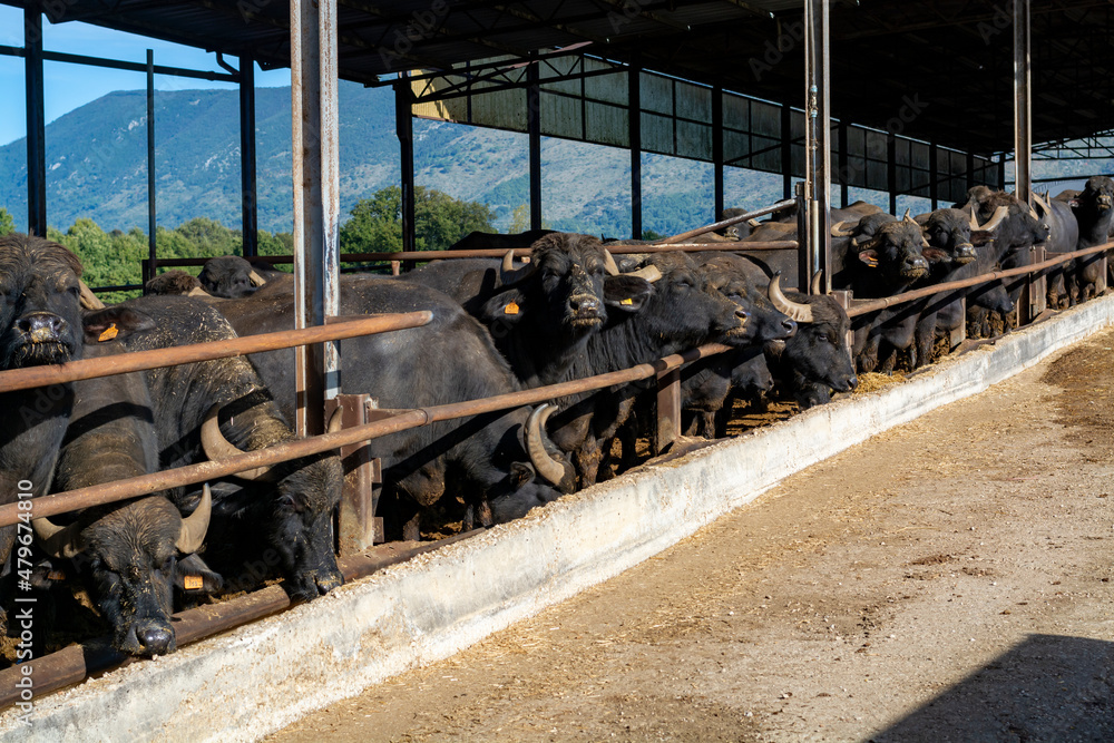 Mediterranea Italiana buffalo raised on Italian cheese farm for ...