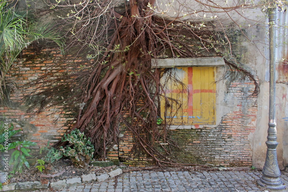 Creeping tree roots attached to a brick wall wrapped around a bright ...