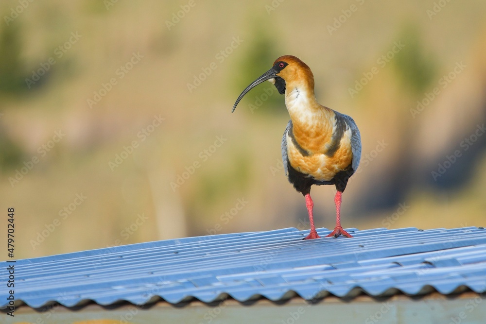 The southern bandurria is a species of pelecaniform bird in the ...
